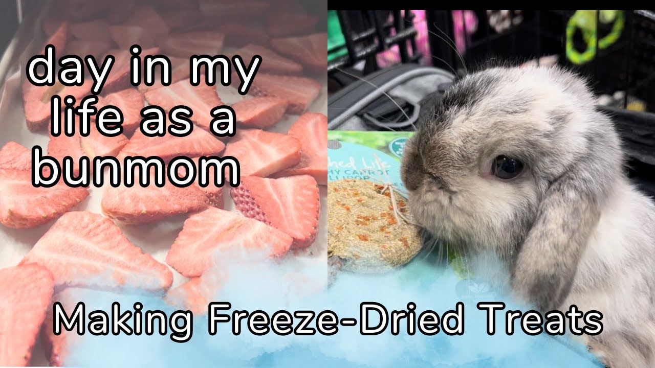 Making Freeze Dried Bunny Treats // Day In My Life As A Bunmom - YouTube