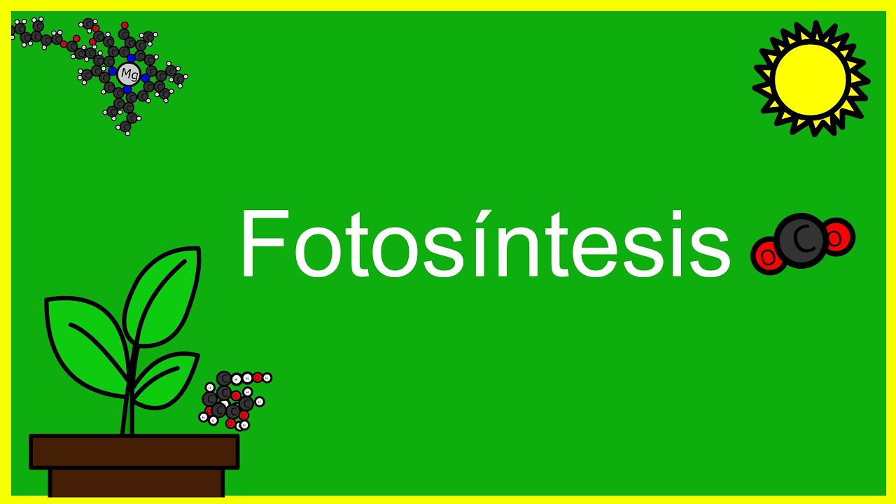 Resumen de la fotosíntesis - YouTube