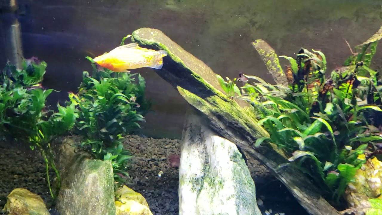 Brackish Water And Euryhaline Fish - YouTube