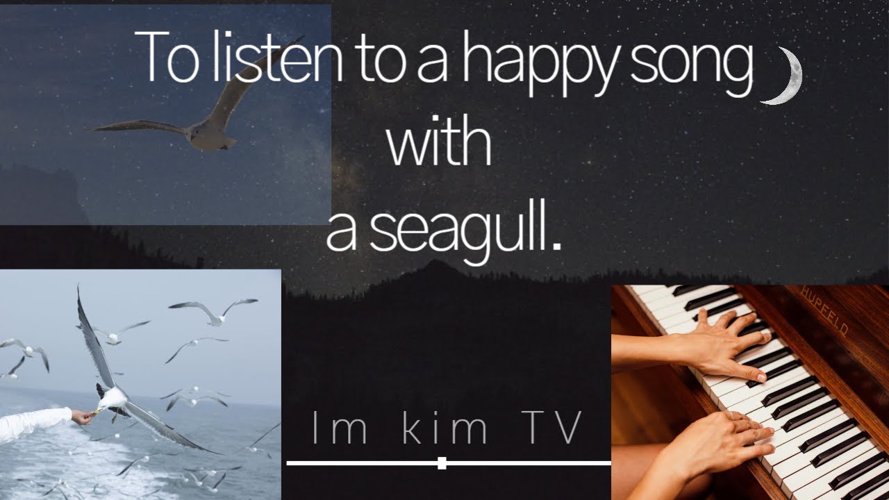 To listen to a happy song with a seagull - YouTube