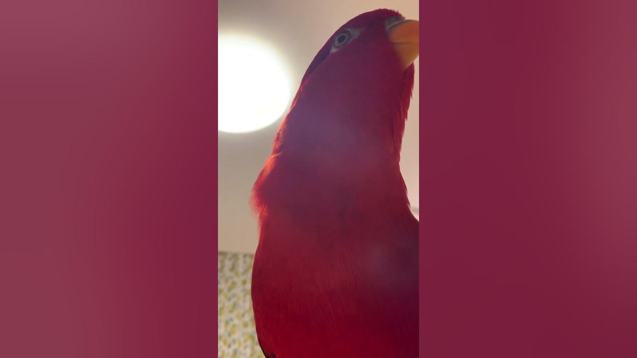 Red birb🍅ferocious Gumizilla - YouTube