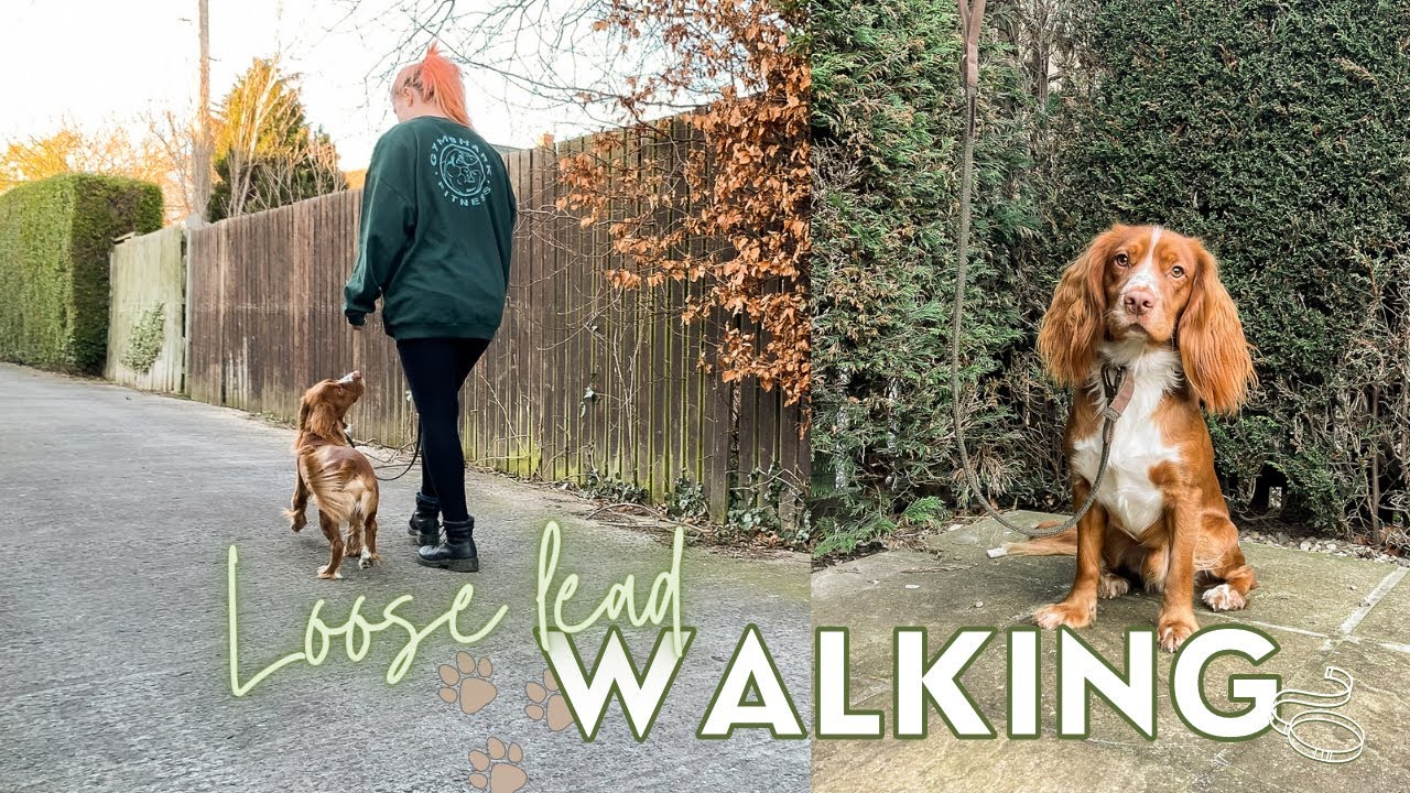 LOOSE LEAD WALKING || A full day of training - YouTube