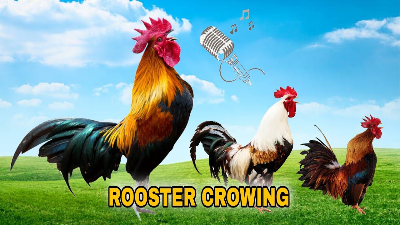 ROOSTER CROWING COMPILATION - rooster crowing sounds effect 2022 - YouTube