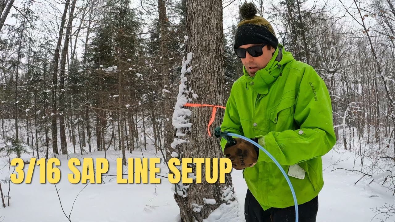 SETTING UP 3:16 MAPLE SAP LINES FOR MAPLE SYRUP - YouTube