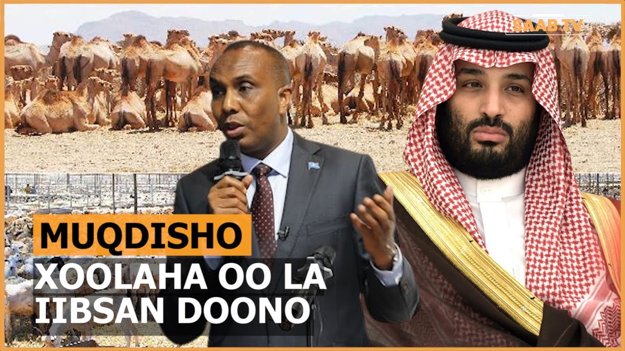 Suuqayada Dalka Sucuudiga oo lagu iibin doono Hilibka Xoolaha ...