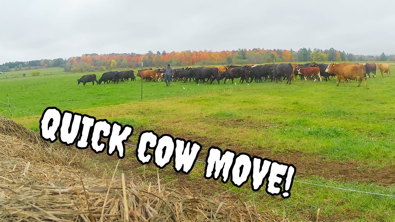 Quick cow move! #simmental #rotationalgrazing #farming - YouTube