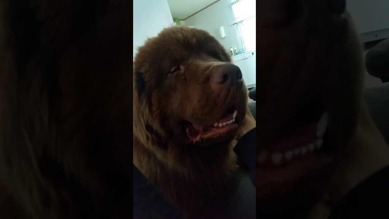 Teddy the newfoundland loves cuddles - YouTube