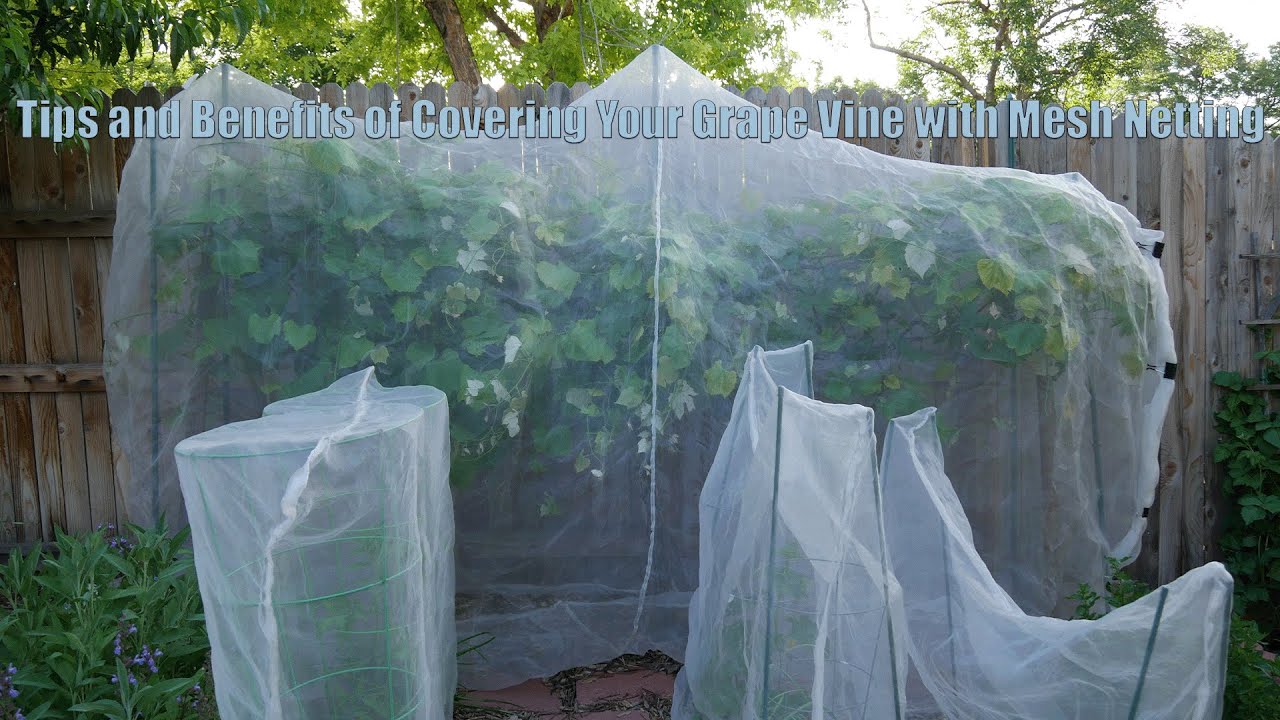Tips and Benefits of Covering Your Grape Vine with Mesh Netting - YouTube