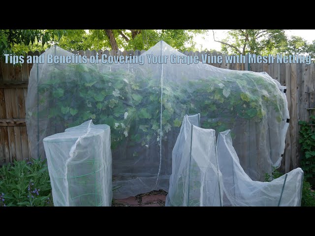 Bird Netting For Grapevines How Vinnet Helps Prevent Birds From
