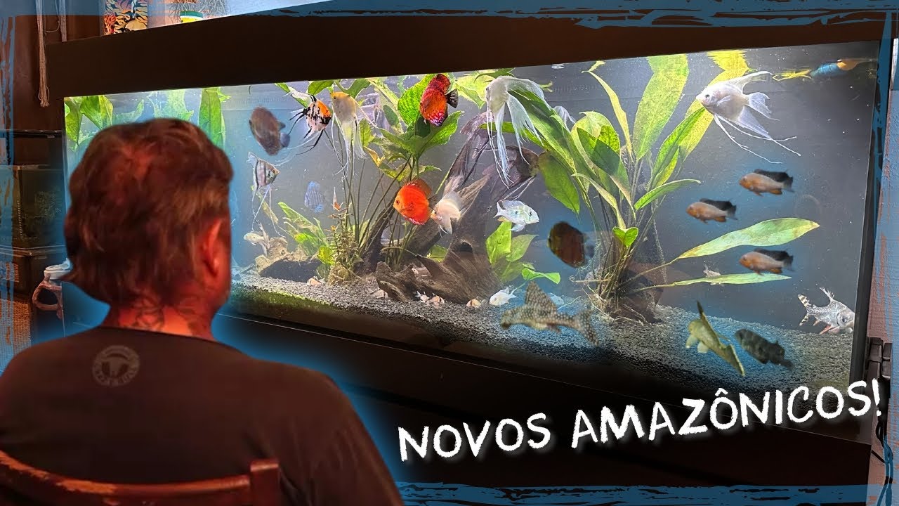O AQUÁRIO PERFEITO: NOVOS PEIXES AMAZÔNICOS | A CASA DOS BICHOS - YouTube