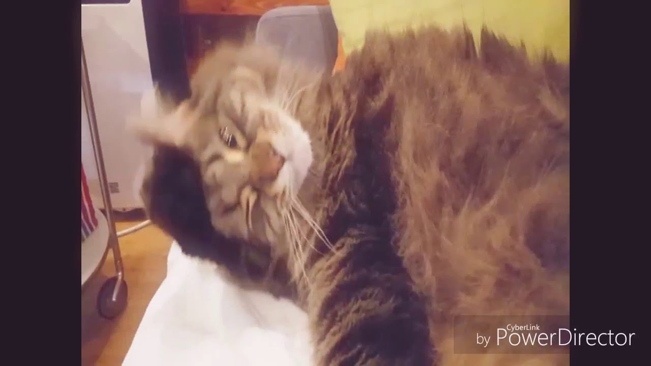 Fluffaluffagus - YouTube