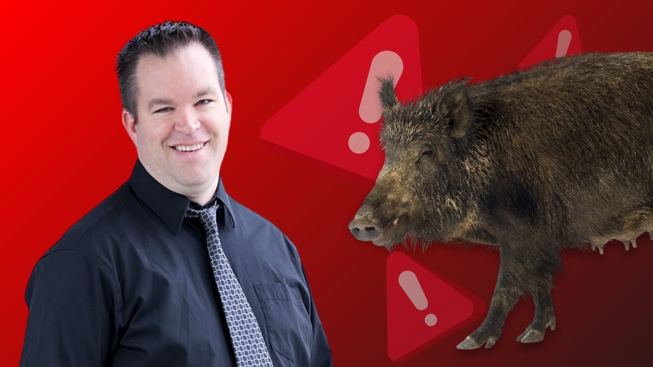 Dr. Ryan Brook: Wild Pigs Threat in Canada - YouTube