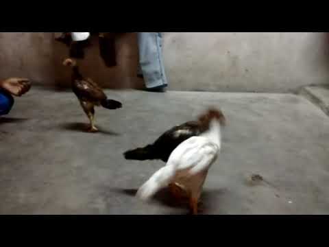 Hen fighting - YouTube