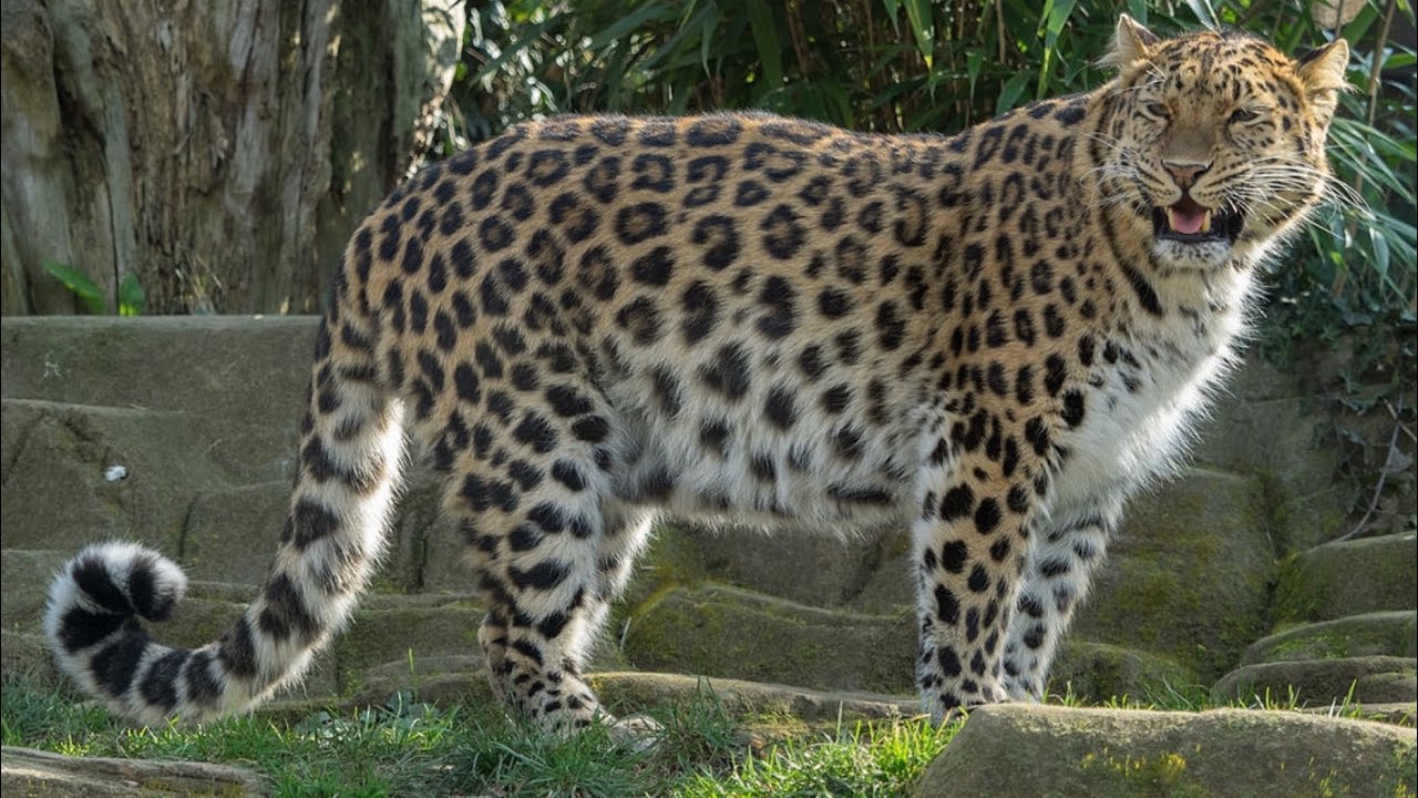 Amur Leopard Sound Effects - YouTube