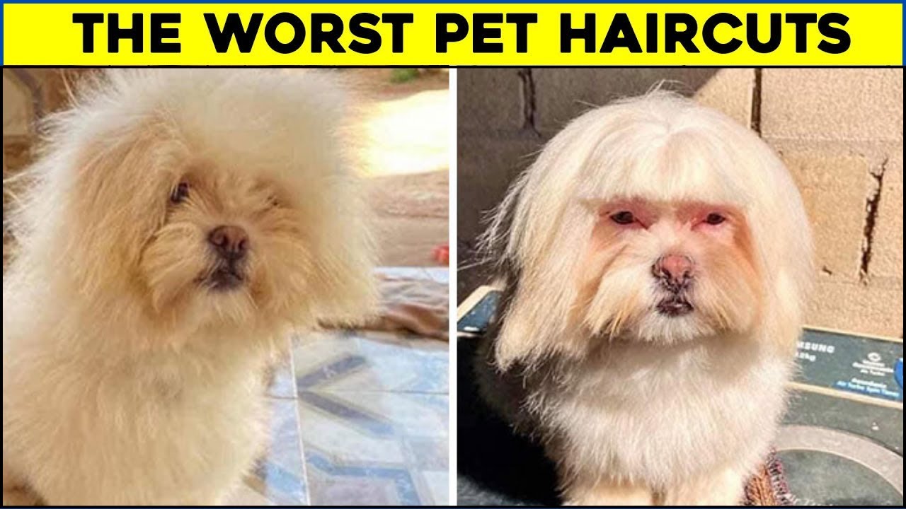 The Worst Pet Haircuts Ever - YouTube
