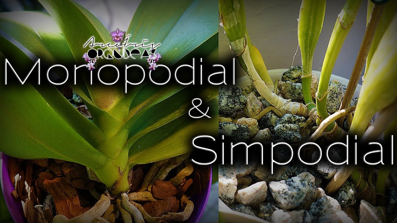🌿🏳‍🌈💚 Monopodial e simpodial... O que é isso??? - YouTube