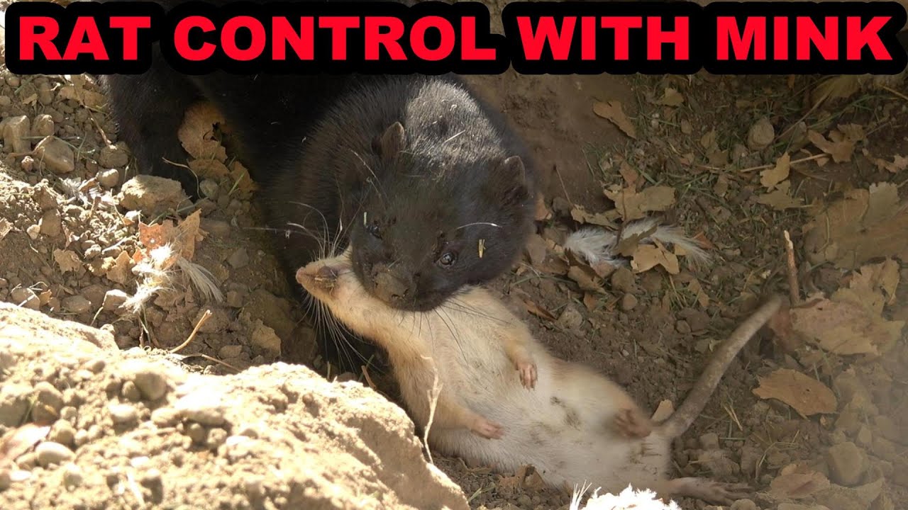 A Pile of Rats in an Immaculately Clean Yard. - YouTube