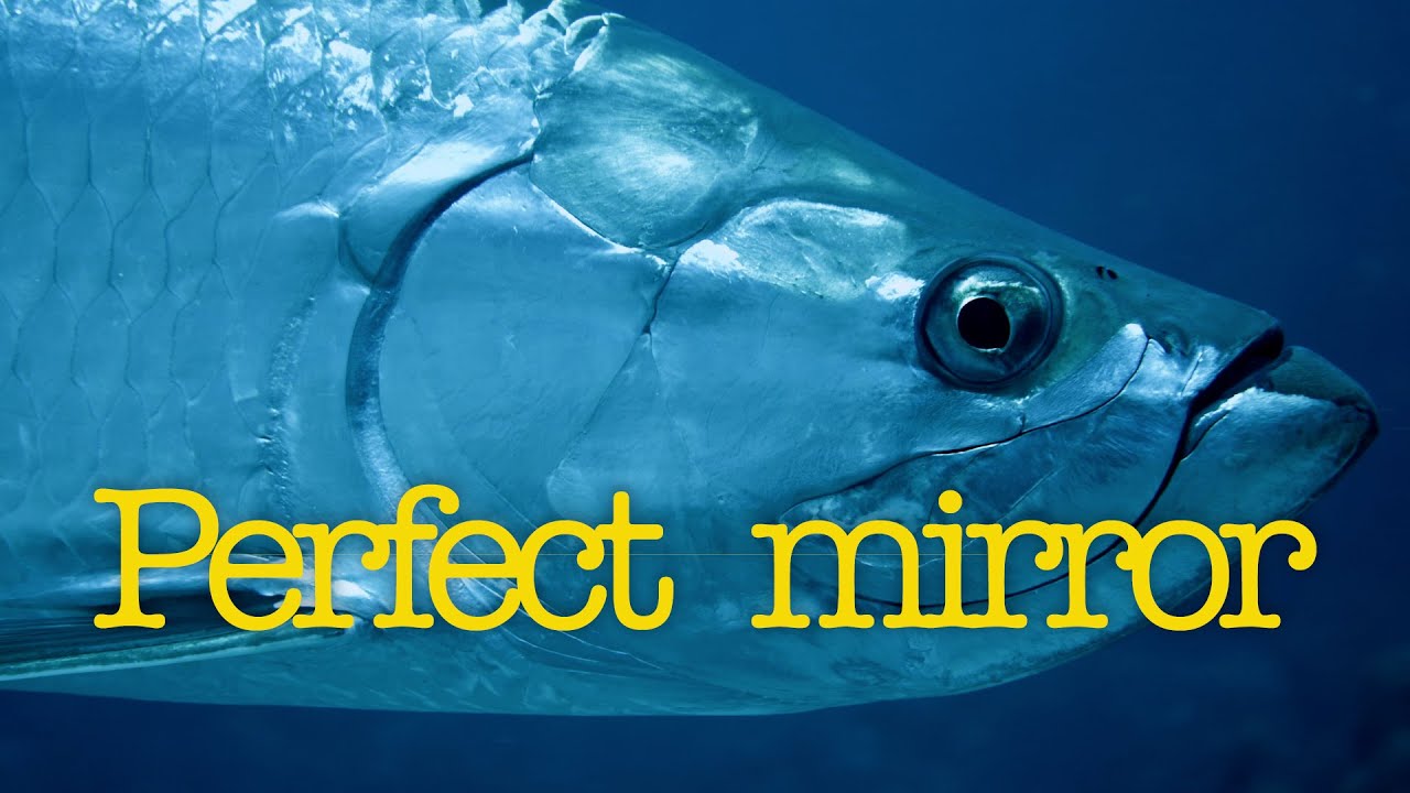 Why are many open ocean fish silver? - YouTube