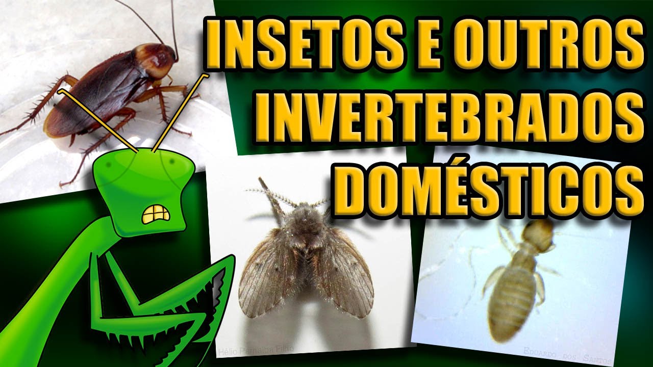 Insetos e Outros Invertebrados Frequentemente Encontrados em ...