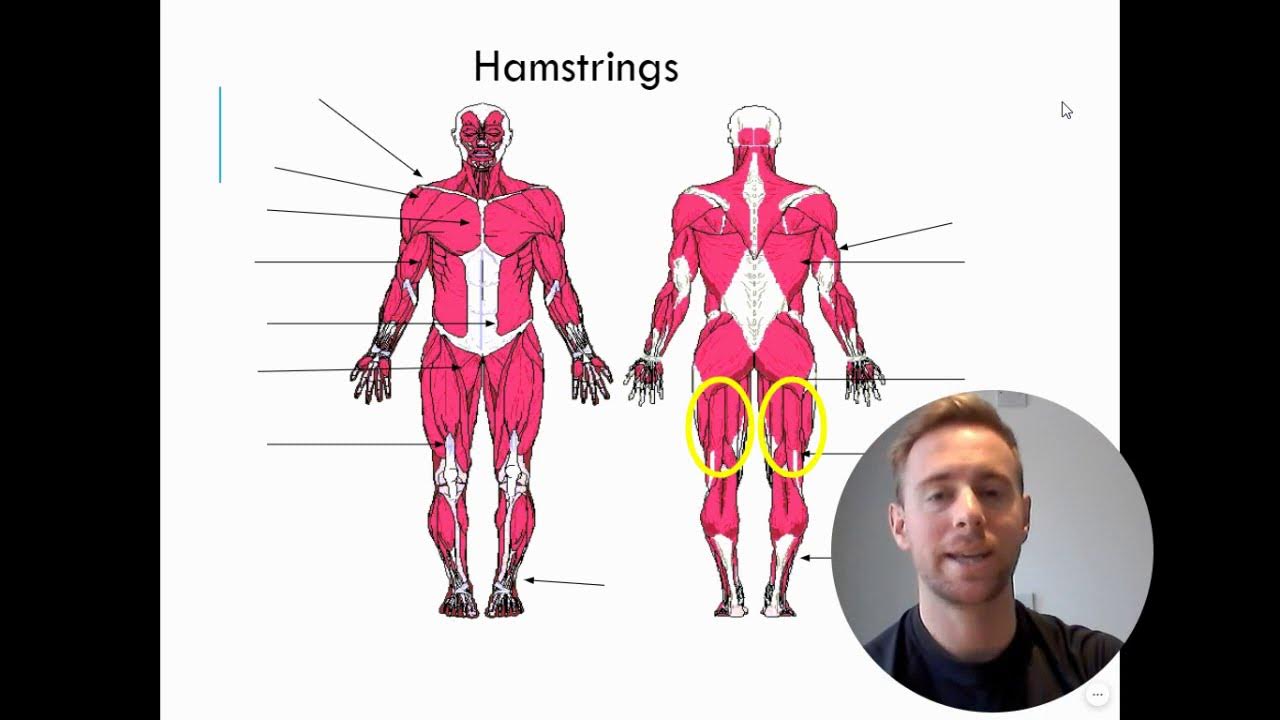 Muscles of the Body- GCSE PE AQA, Paper 1 - YouTube