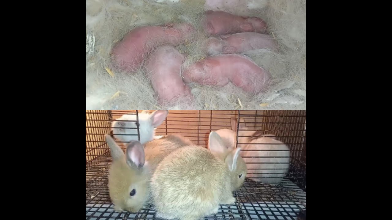Rabbit Babies Newborn to 20 days old - growing up to 20 days old - YouTube