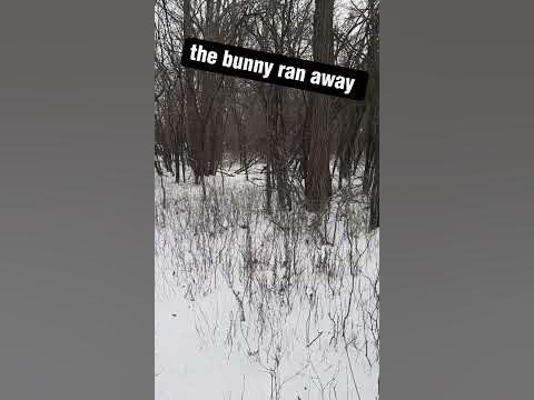 The bunny ran away #rabbit #bunny #animals #shorts #canada #nature ...