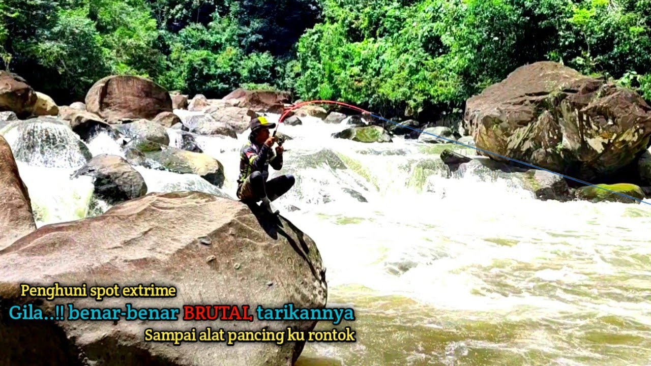 BERTUBI-TUBI...!! DI TARIK MONSTER MAHSEER,, SAMPAI SENAR PUTUS 4X - YouTube