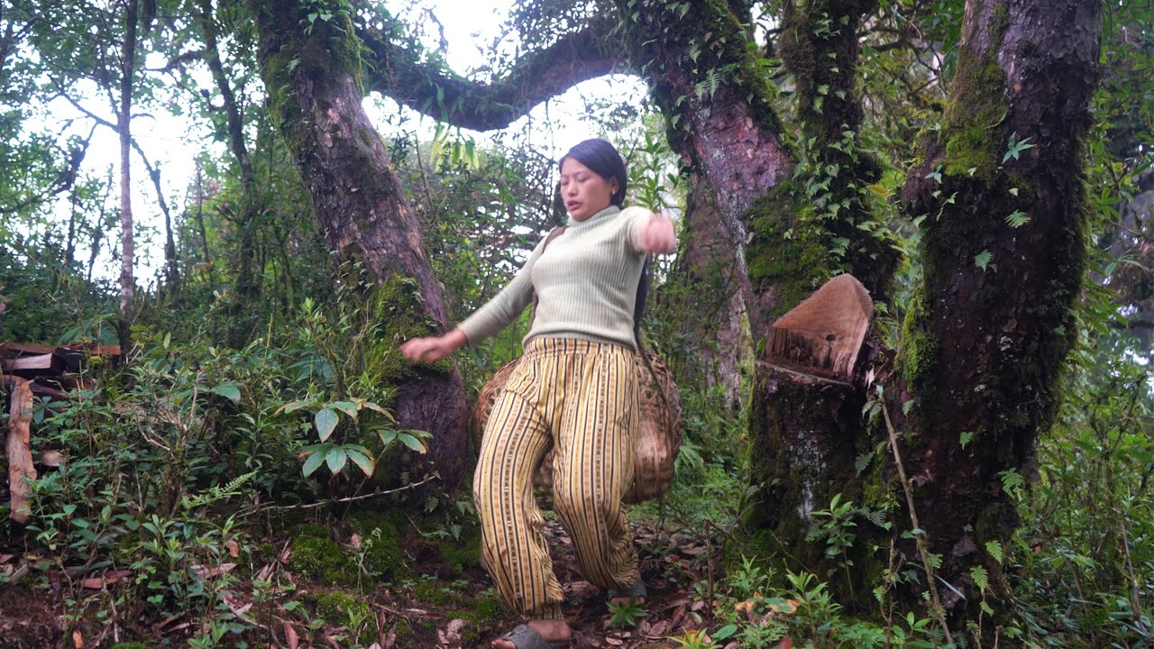 manjita's beautiful life with nature || taking firewood fuel from the ...