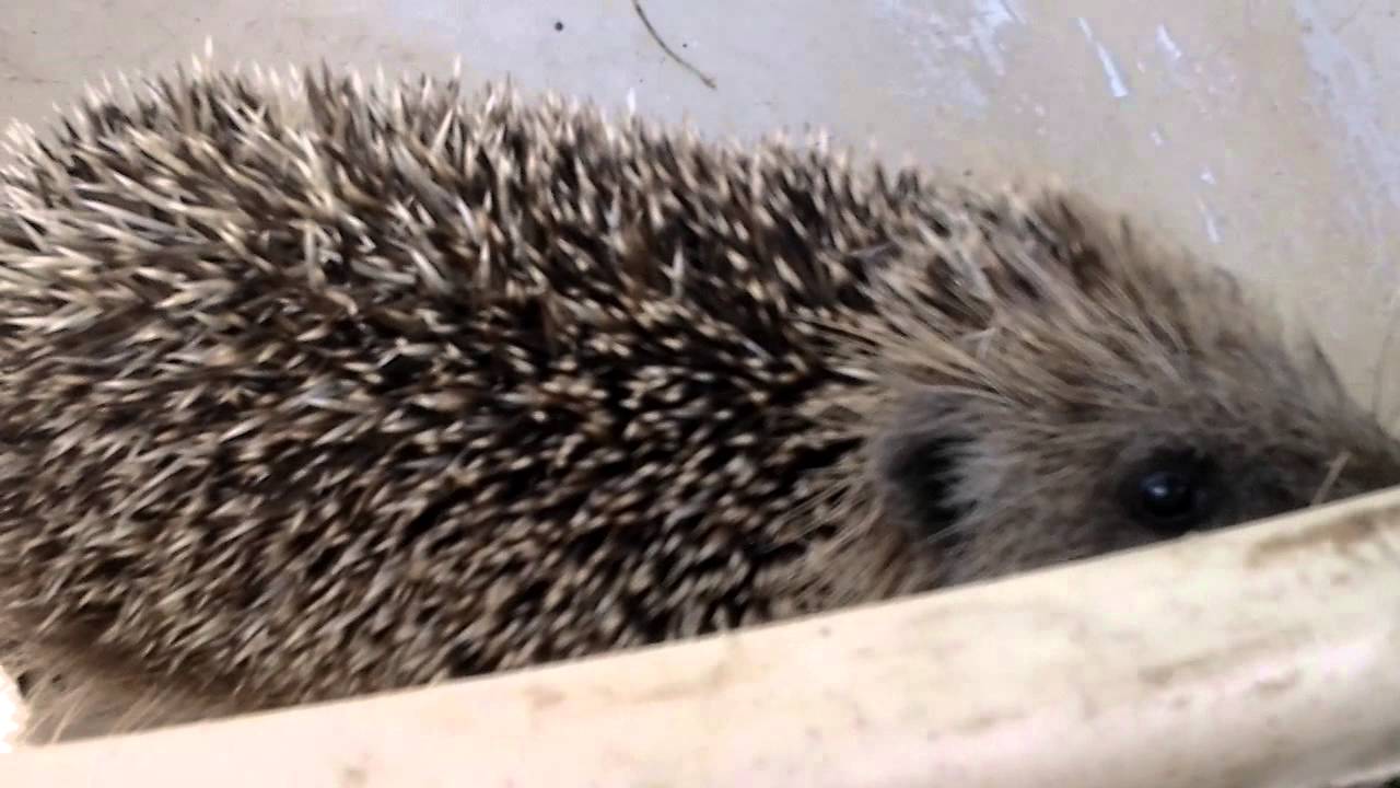 L'animal le plus mignon du monde - YouTube