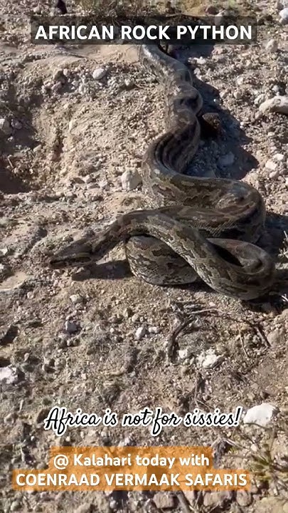 A beautiful Southern African Rock Python seen today out hunting in the ...