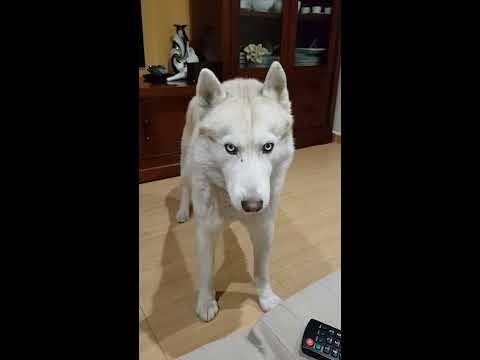 Husky aullando - YouTube