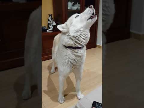 Husky aullando - YouTube