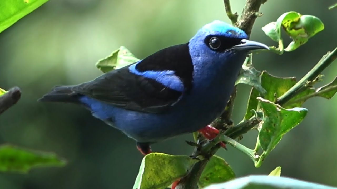 Red-legged Honeycreeper, Birds of Costa Rica - YouTube