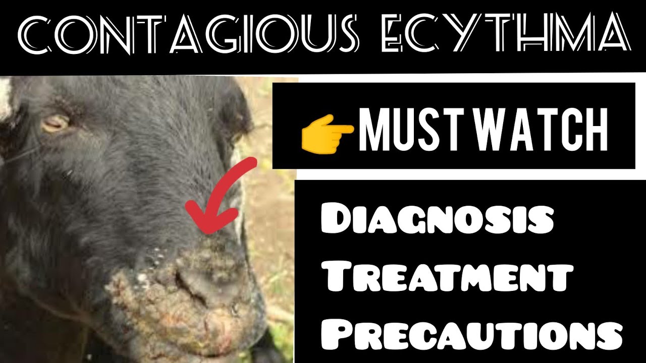 contagious ecythma (scabby mouth) in goat - YouTube