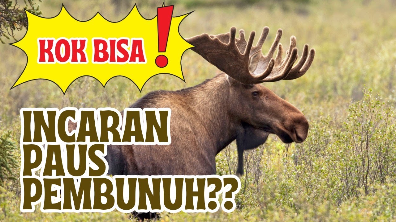 RUSA MOOSE | RUSA RAKSASA INCARAN PAUS PEMBUNUH?! #happynature - YouTube