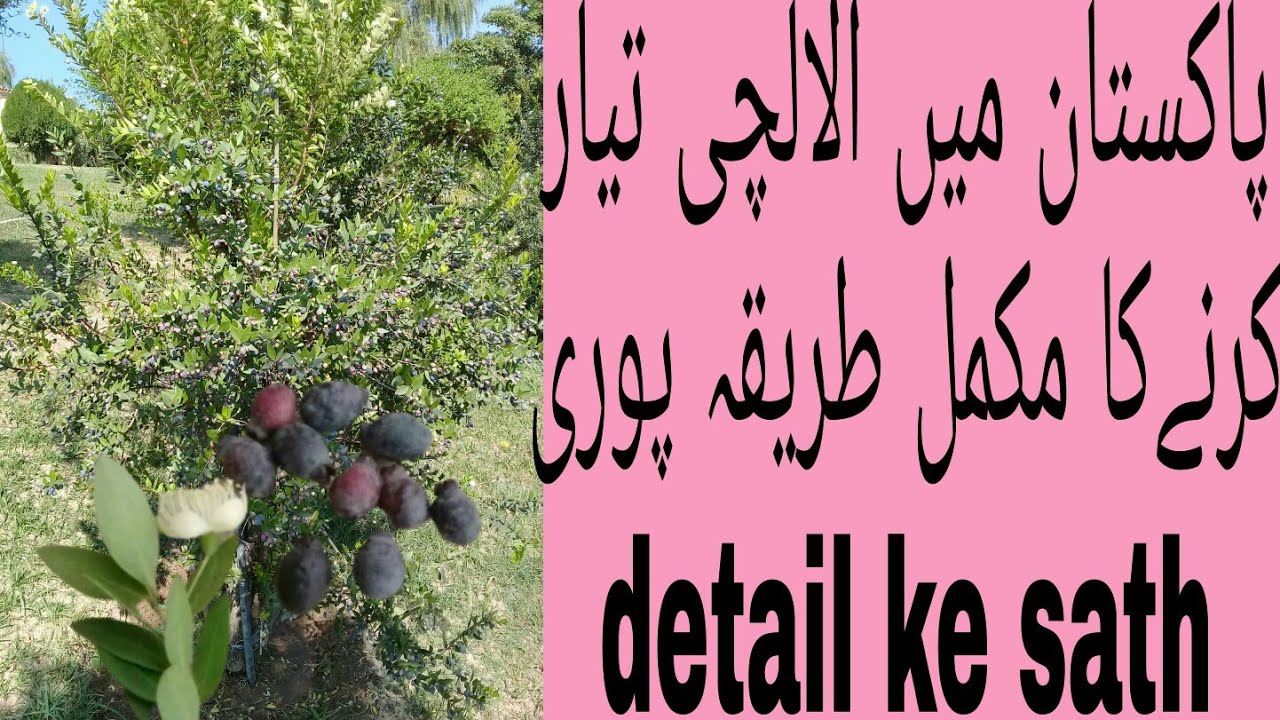 how to Grow cardamom plant in Pakistan ilayachi plant taiyar Karne Ka ...