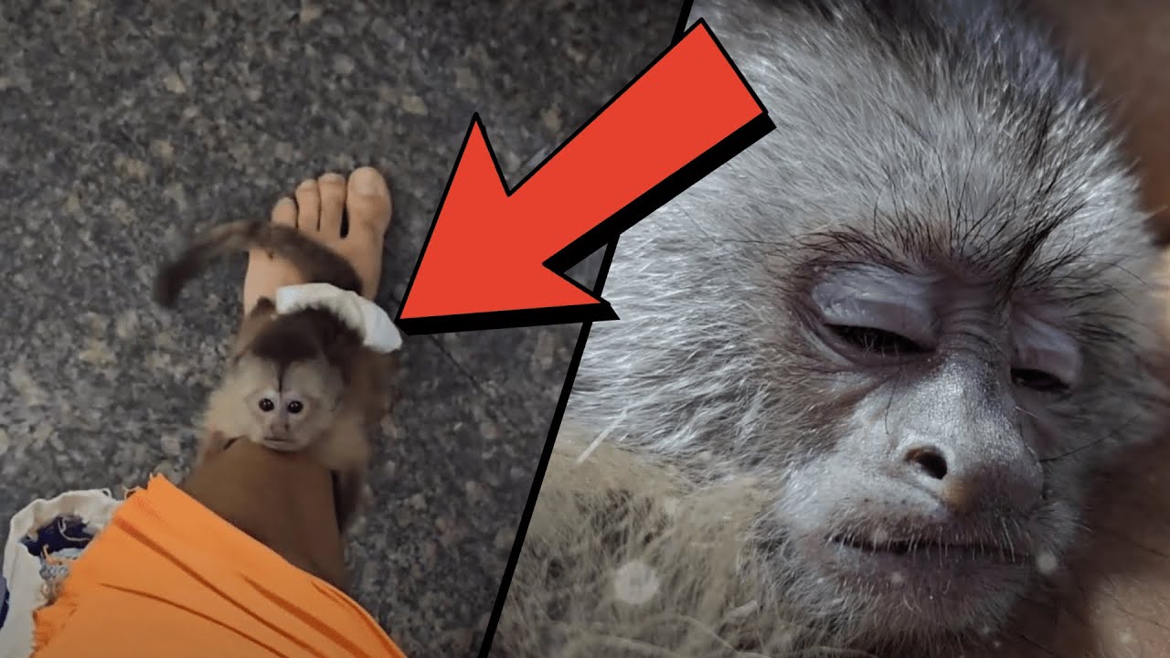 So pretty! Kuky monkey does not separate from his father and falls ...