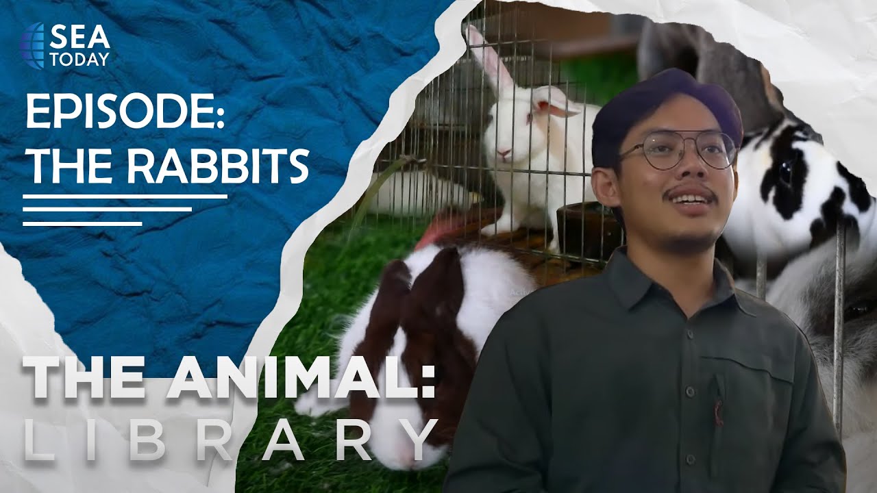 The Animal Library: The Rabbits - YouTube