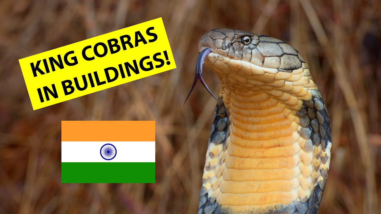 Longest venomous snakes in the world - King cobras, in buildings! Snake ...