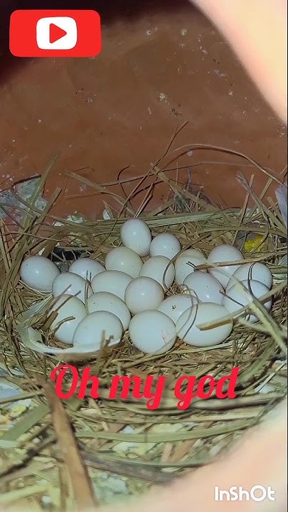 #wow🤩🤩#amazing_bird😍#java_sparrow#so_many_eggs#Indonesian_sparrow#bird ...