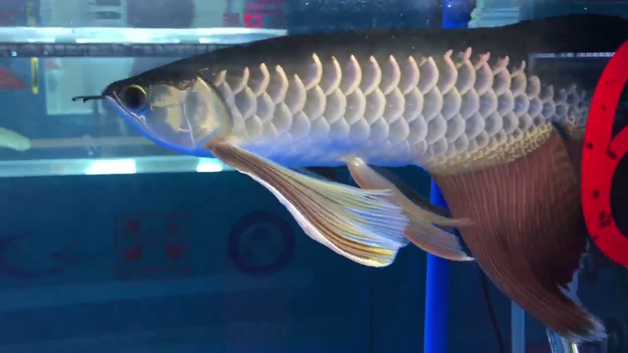 Fish that has a long tail - YouTube