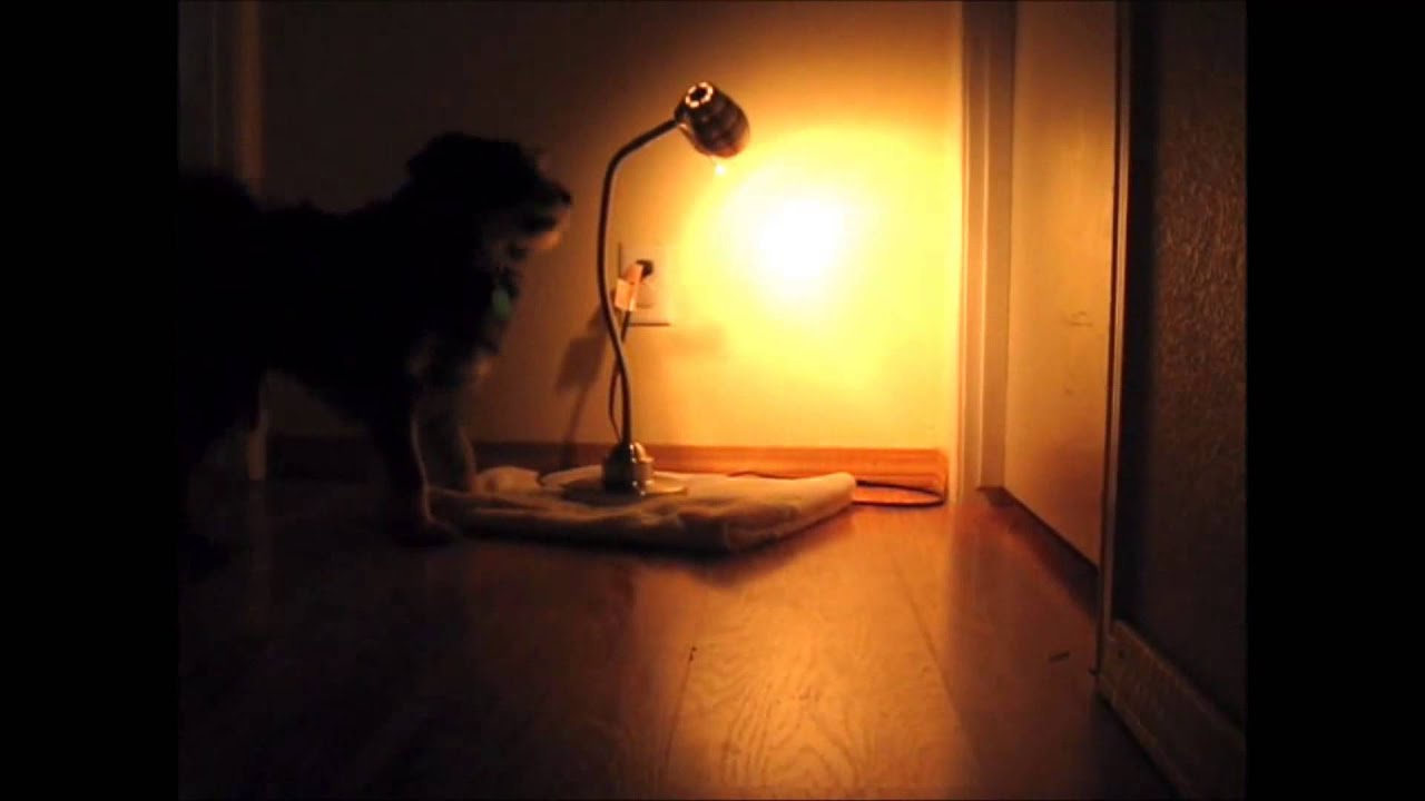 Funny and Awesome Dog Tricks Compilation - YouTube