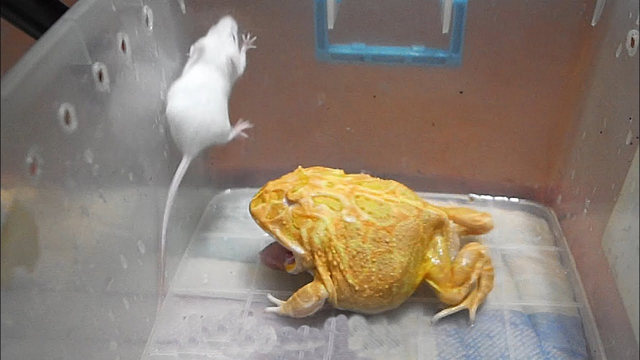 Epic Take Down, Pacman frog eats adult mice | Warning Live feeding ...