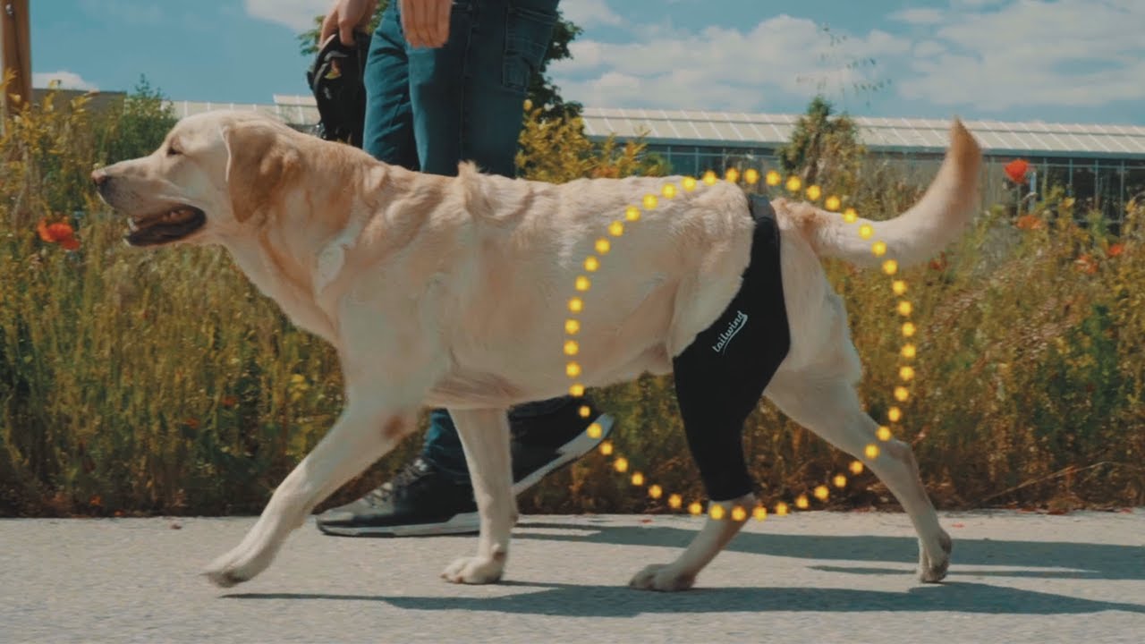 Tailwindpets Award-Winning Knee Brace for Dogs 🐕 - YouTube
