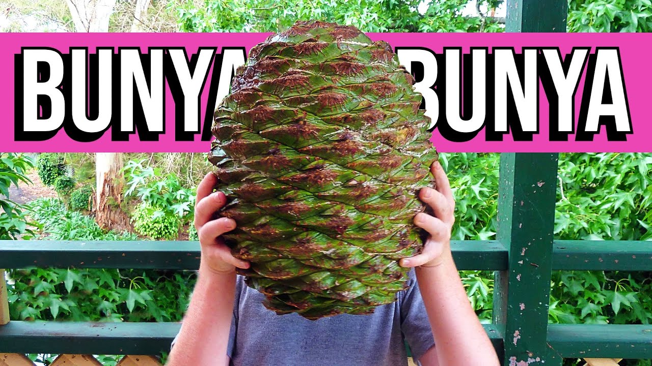 BUNYA BUNYA - I Tried Nuts That Dinosaurs Once Ate (and made hummus ...