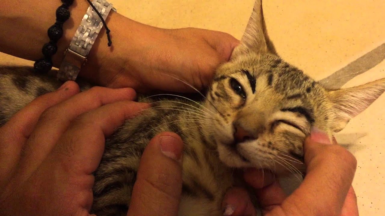 Cat With eyebrows el gato con cejas 😉😂😂😂 - YouTube