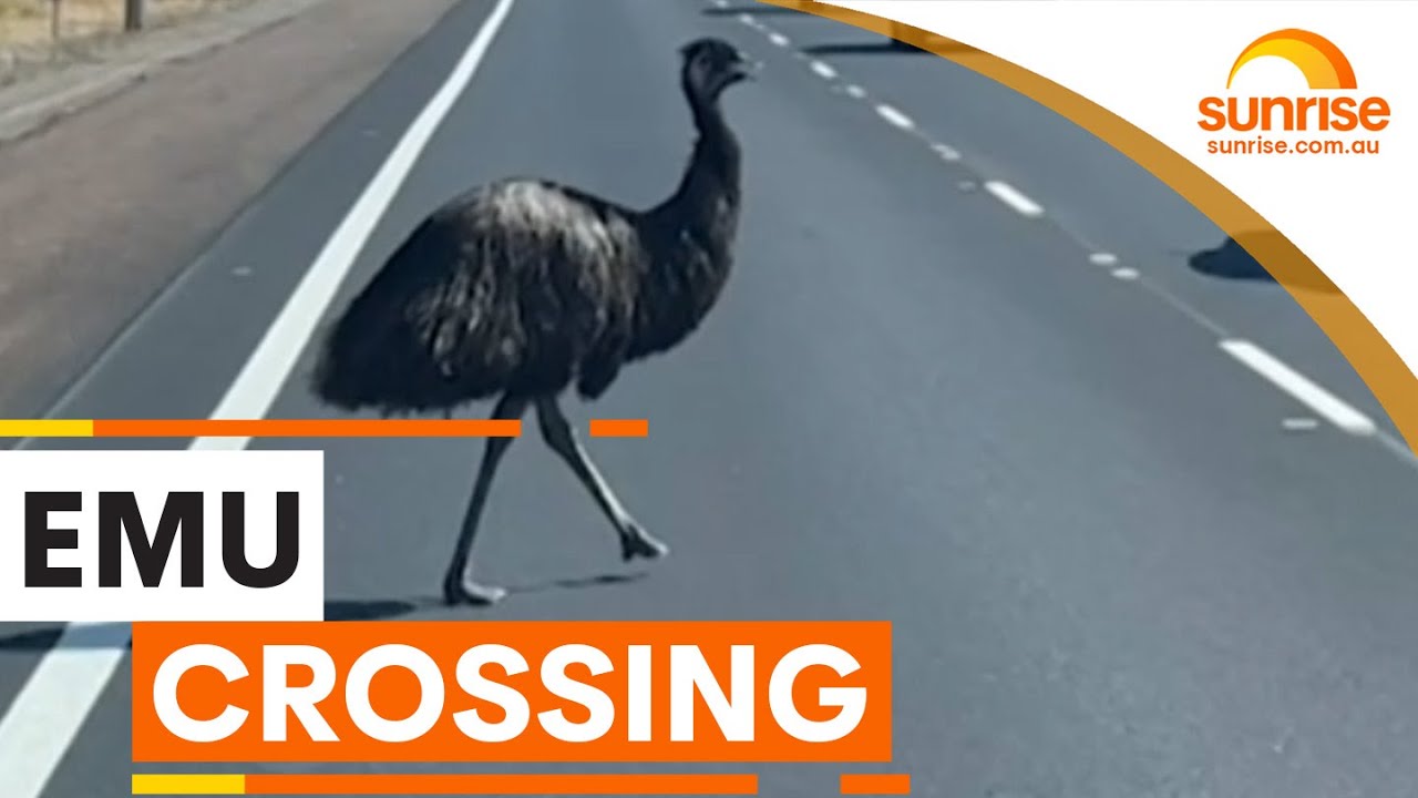 Why did the Emu cross the road? | Sunrise - YouTube