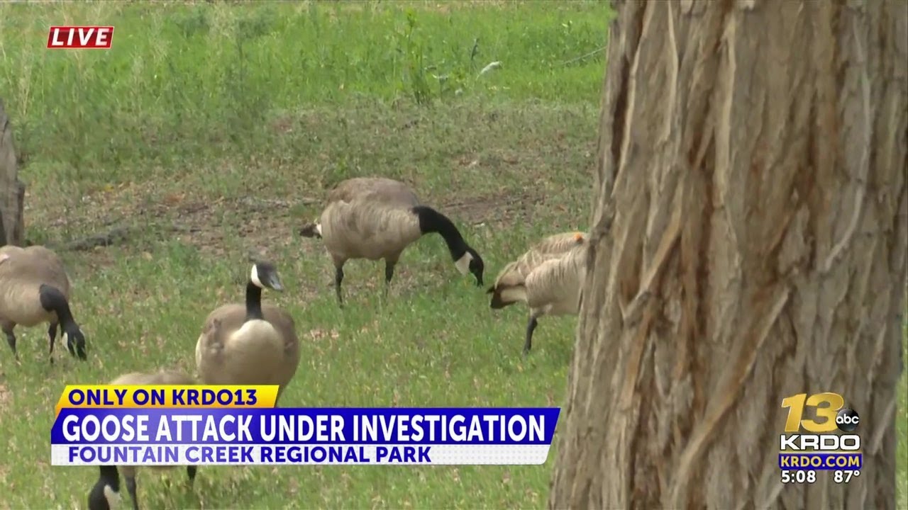 Colorado Parks and Wildlife investigating after goose shot with dart in ...