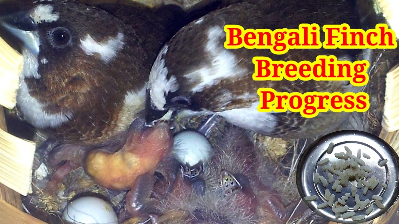 Bengali finch breeding ll Society finch breeding information ll Special ...