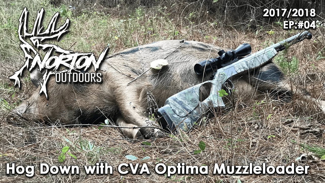 Hog Down with CVA Optima Muzzleloader! - YouTube
